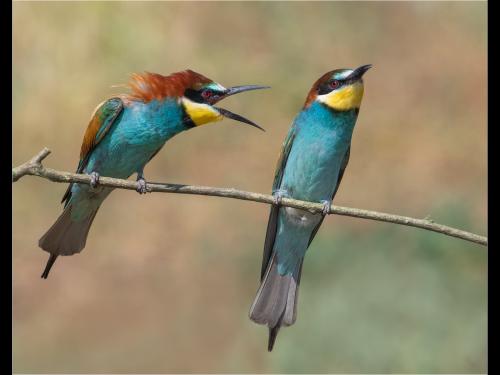 North & East Midlands Photographic Federation Exhibition of Photography ...