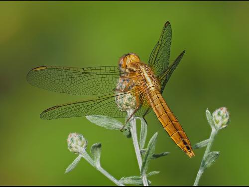 North & East Midlands Photographic Federation Exhibition of Photography ...