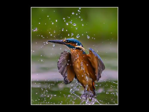 North & East Midlands Photographic Federation Exhibition of Photography ...