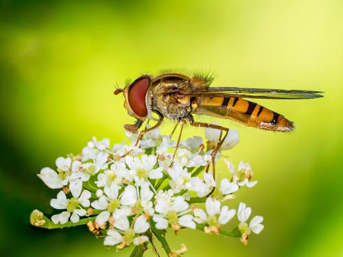 North & East Midlands Photographic Federation Exhibition of Photography ...